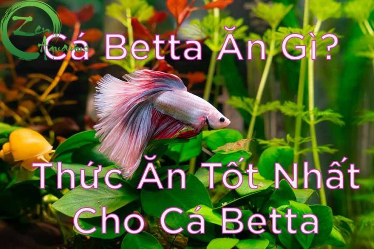 Cá betta ăn gì? Thức ăn tốt nhất cho cá betta | Zen Aquarius