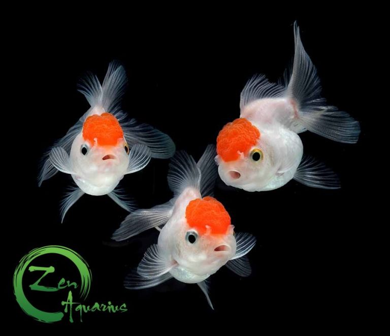 Cách Nuôi Cá Vàng không bị chết mau lớn lên màu đẹp | Zen Aquarius