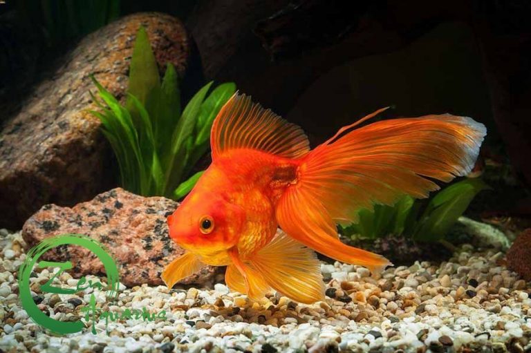 Cách Nuôi Cá Vàng không bị chết mau lớn lên màu đẹp | Zen Aquarius