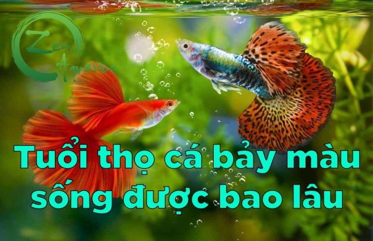 Tuổi thọ của cá vàng sống được bao lâu thì chết? | Zen Aquarius